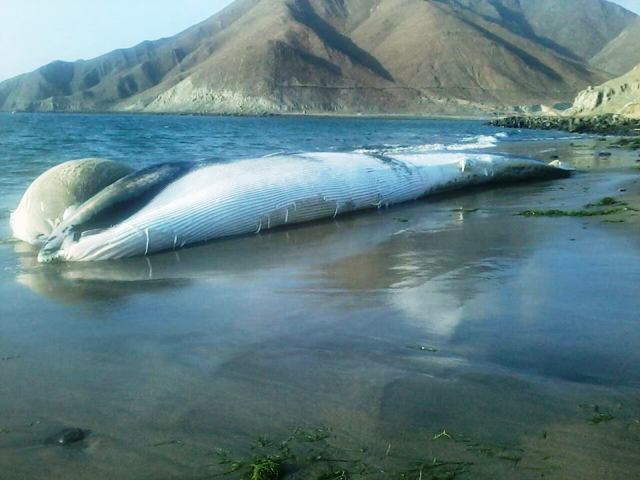 Hallan ballena varada en la caleta El Dorado en Nuevo Chimbote ...