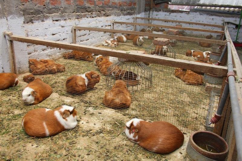 Sineace oficializó norma de competencia para criadores de cuyes en 6 ...