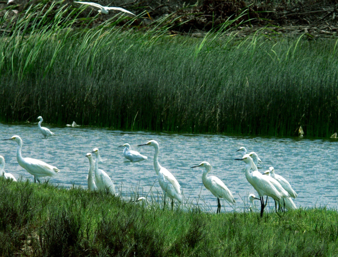¿Puede el turismo contribuir a proteger nuestros humedales ...
