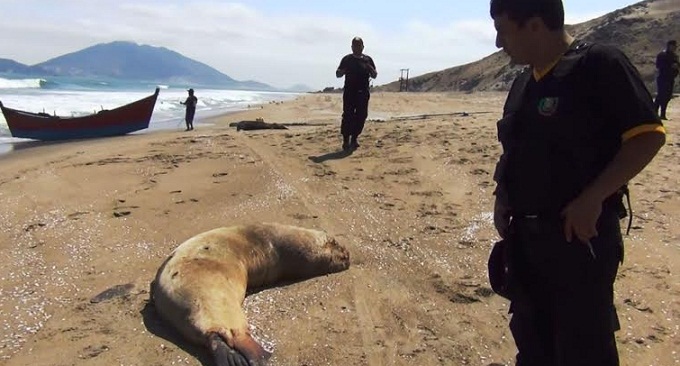 Chimbote: Hasta tres lobos marinos muertos aparecen casi a diario en la ...
